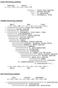 10. Azaleas – Adam Achrati